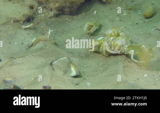 Burrowing marine animals Stock Videos & Footage - HD and 4K Video Clips ...