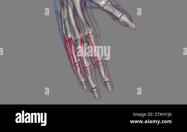 The common digital arteries are small vessels that come from the palmar ...