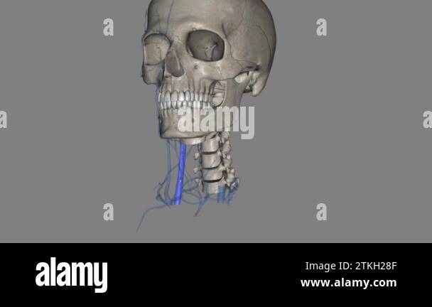 The internal jugular vein is a paired venous structure that collects ...