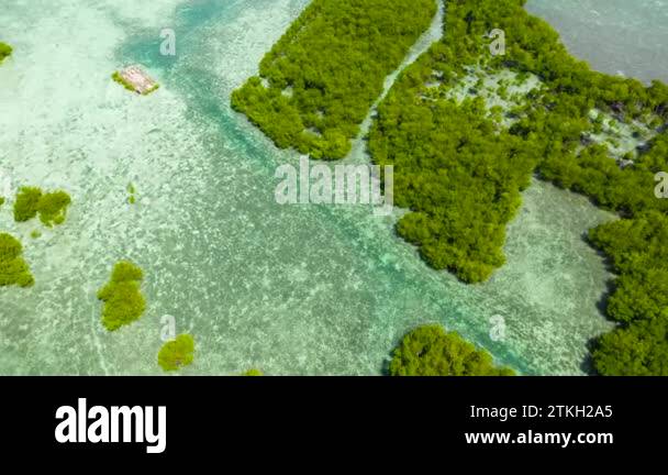 Mangroves in a swampy area on a tropical island. Mangrove landscape ...