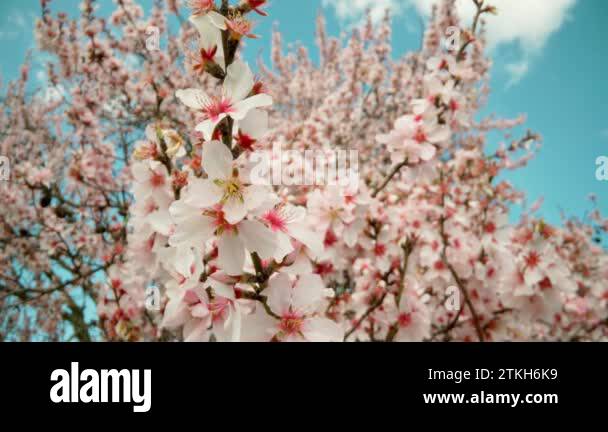 Spring flowering of almond trees with beautiful pink flowers with a ...
