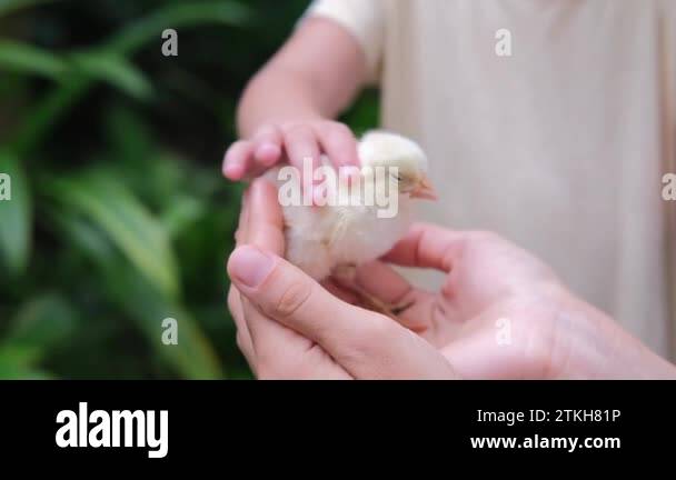 Mom has a small yellow chickabiddy in her hands, the baby daughter ...