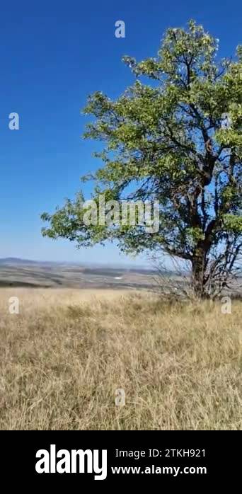 Lone hill top tree Stock Videos & Footage - HD and 4K Video Clips - Alamy