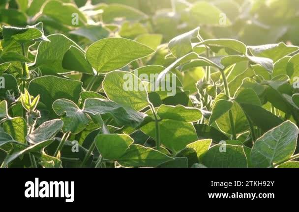 Soybean crop field Stock Videos & Footage - HD and 4K Video Clips - Alamy
