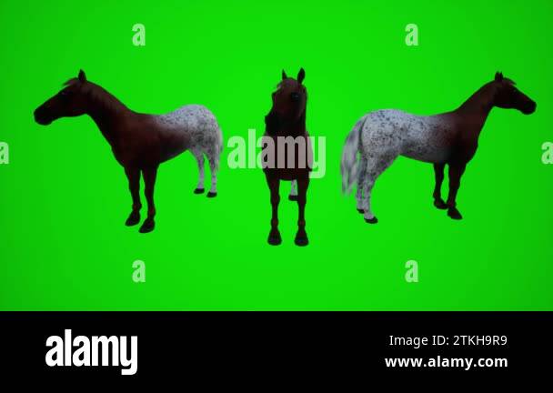 3D horse animation two colors white brown three different angles to ...