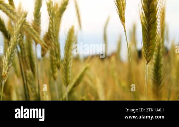 Wheat field slider Stock Videos & Footage - HD and 4K Video Clips - Alamy