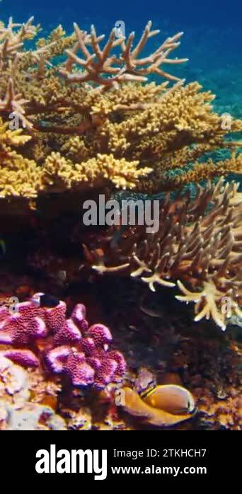 Underwater footage of the healthy coral reef with a lot of fish ...