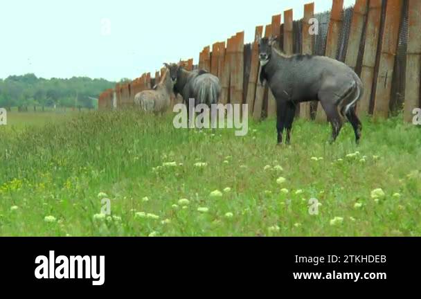 Antelope fence Stock Videos & Footage - HD and 4K Video Clips - Alamy