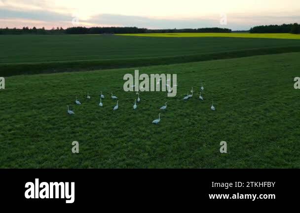White swan in a agriculture field. Biodiversity awareness protection ...