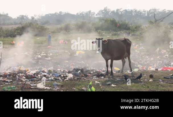 Cattle grazing among burning plastic at rubbish dump Waste and Garbage ...