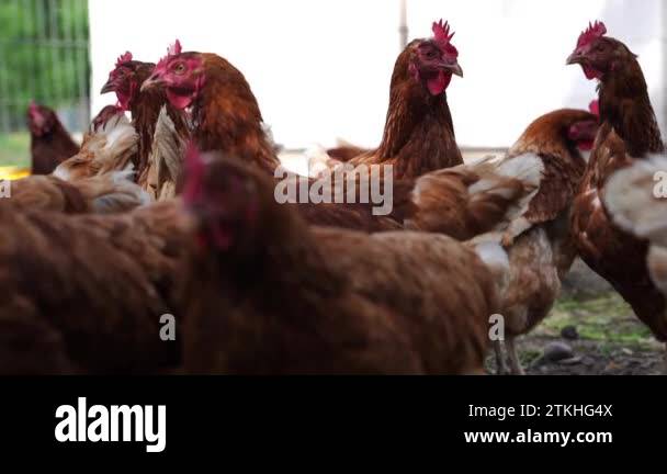 Traditional poultry farming Stock Videos & Footage - HD and 4K Video ...