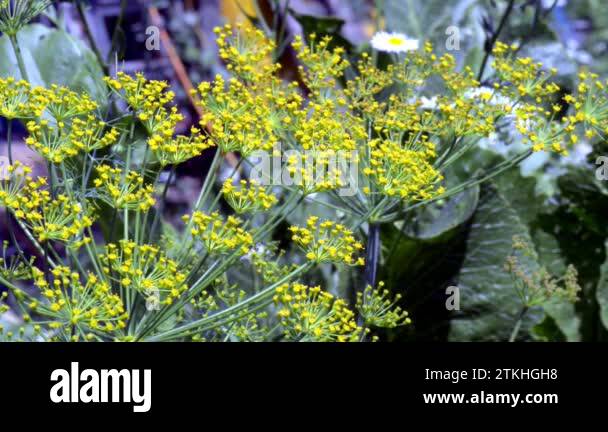 Edible inflorescence Stock Videos & Footage - HD and 4K Video Clips - Alamy
