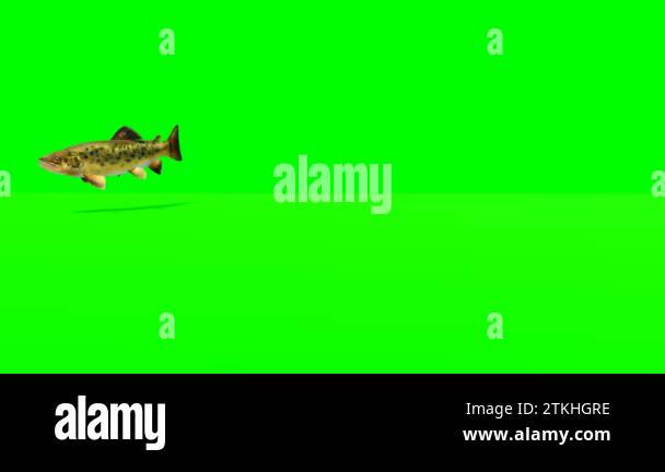 animated green screen video of brown trout fish Stock Video Footage - Alamy
