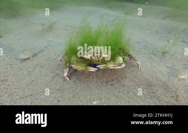 Flying swimming crab (Liocarcinus holsatus): Older crabs rarely change ...