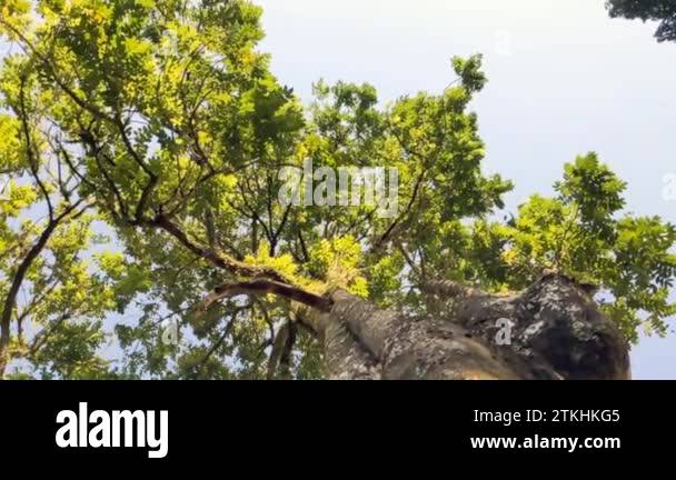 Low angle cinematic shot. A majestic of tropical tree trunk under ...