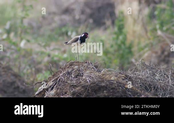 Bird on weed Stock Videos & Footage - HD and 4K Video Clips - Alamy