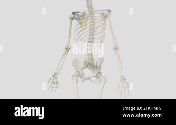 The upper extremity or arm is a functional unit of the upper body Stock ...