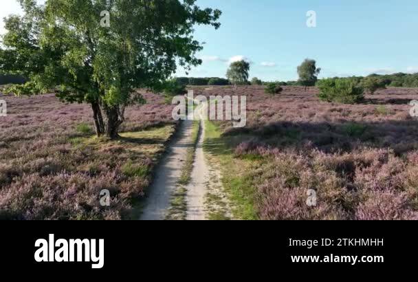 Heather walk path Stock Videos & Footage - HD and 4K Video Clips - Alamy
