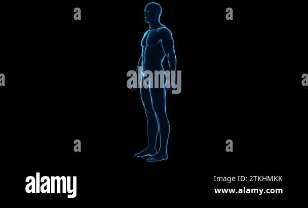 3D Male Hologram Spinning Loop Animation on Black Background Stock ...