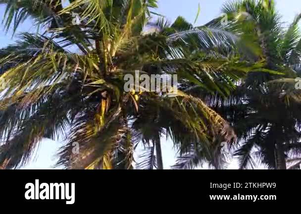 Ghana coconuts Stock Videos & Footage - HD and 4K Video Clips - Alamy