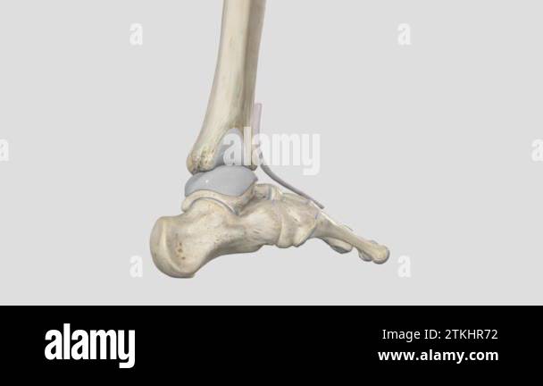 The Extensor hallucis longus (EHL) is a thin muscle, situated between ...