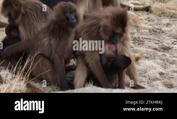 baby of endemic animal Gelada monkey on rock, endangered Theropithecus ...