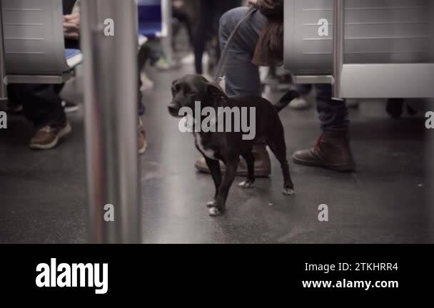 Dog and his owner legs during a journey in the German underground. Pets ...