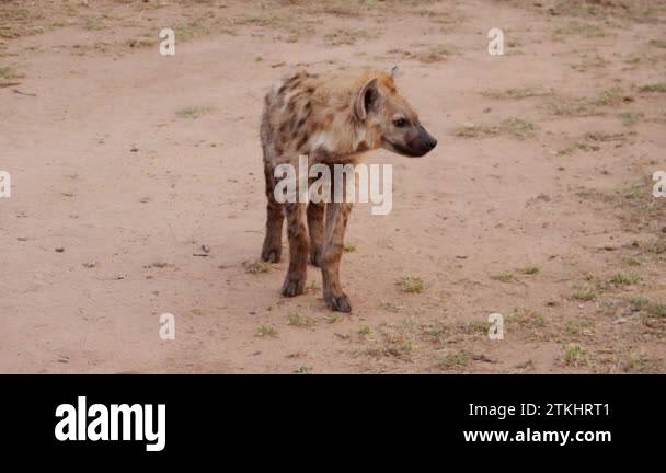 Spotted african hyena Stock Videos & Footage - HD and 4K Video Clips ...