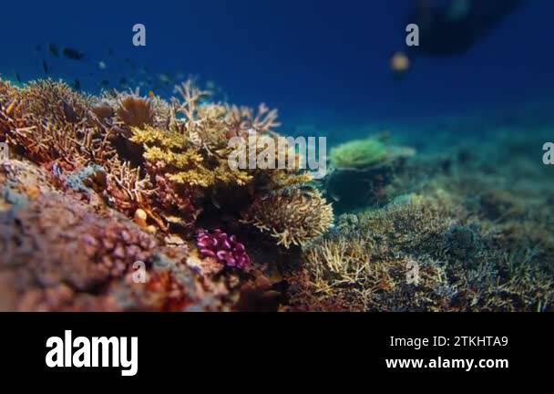 Freediving on the reef with fish. Freediver glides underwater and ...