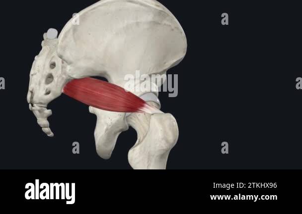 The piriformis muscle is an external (or lateral) rotator of the hip ...