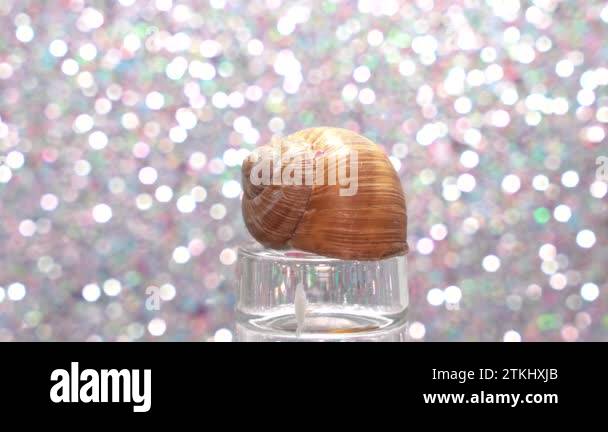 Empty snail shell decoration Stock Videos & Footage - HD and 4K Video ...