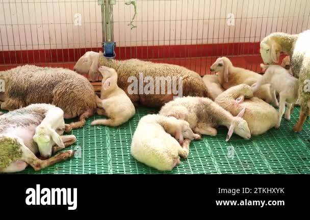 Big and small sheep Stock Videos & Footage - HD and 4K Video Clips - Alamy