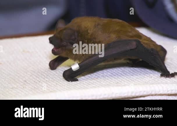 Bat rescue center Stock Videos & Footage - HD and 4K Video Clips - Alamy