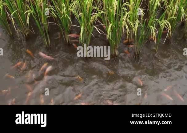 The mina padi cultivation system, which was started to be developed by ...
