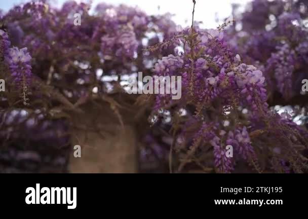 Violet flowers of wisteria climbing a stone fence flutter in the wind ...