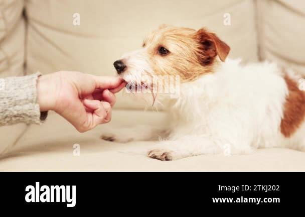 Hand giving biscuit Stock Videos & Footage - HD and 4K Video Clips - Alamy