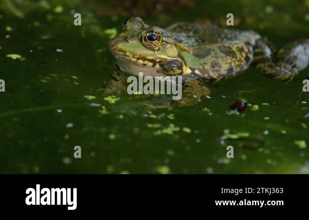Frog crying. One European frog in water. Pelophylax lessonae calling ...