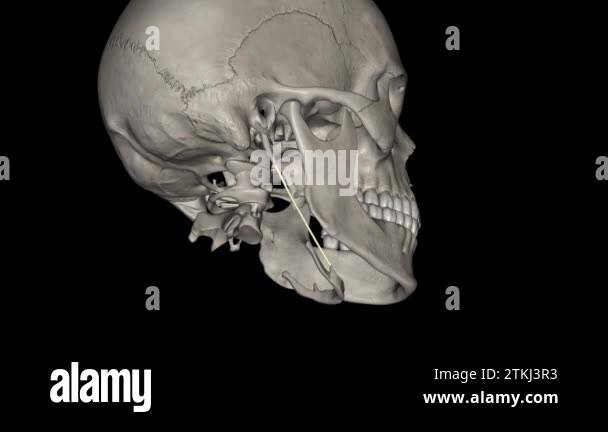 The stylohyoid ligament forms part of the styloid apparatus Stock Video ...