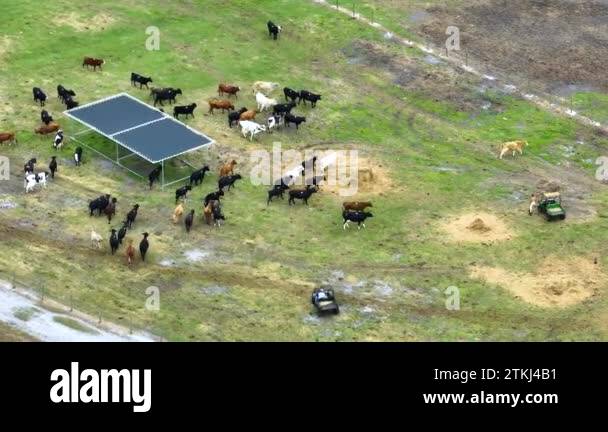 Cowmen riding ATV quadbikes while taking care of cattle on feedyard ...