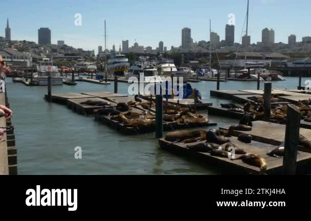 Pier seals Stock Videos & Footage - HD and 4K Video Clips - Alamy