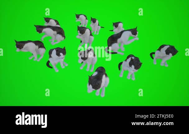 3D animation of a gathering of black and white cats three high angles ...