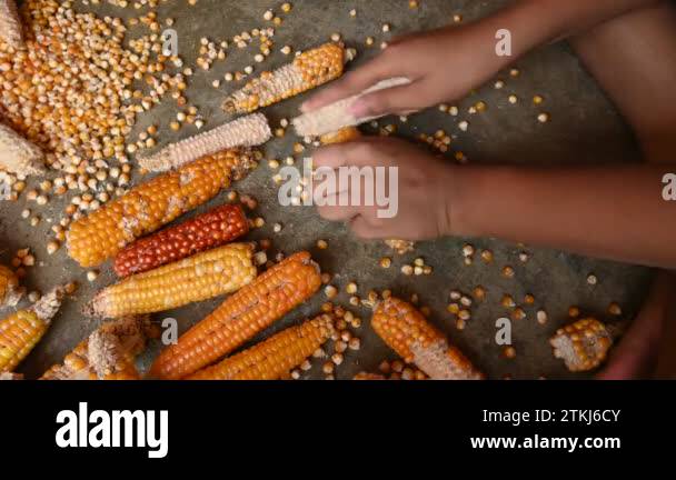 Separating corn seeds from corn cobs. Removing the yellow kernels of ...