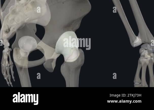 A joint capsule, also knows as an articular capsule, is a fluid-filled ...