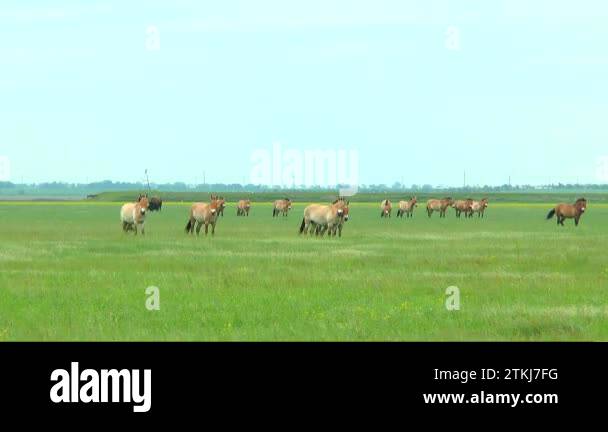Domestic horses in mongolian steppe Stock Videos & Footage - HD and 4K ...