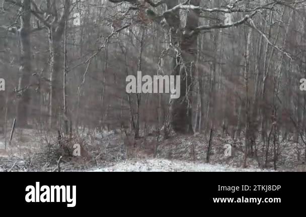 heavy snowfall in the forest, big old oak tree, windy weather Stock ...