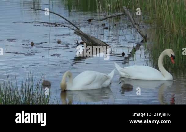 Mute swan family with cygnets swimming and foraging. Family swan with ...