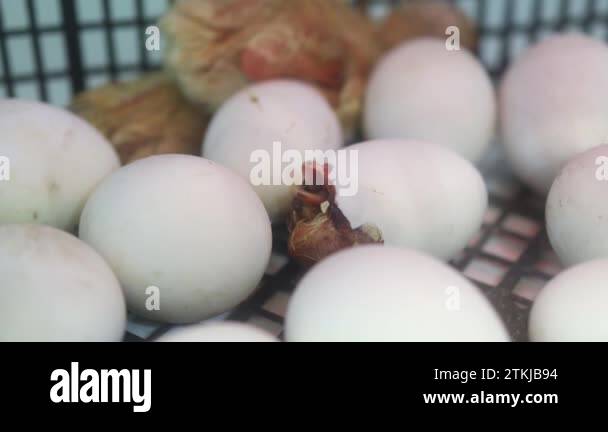 eggs and ducks in the incubator. the duck is trying to get out of the ...
