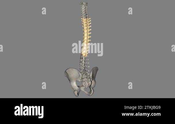 In vertebrates, thoracic vertebrae compose the middle segment of the ...