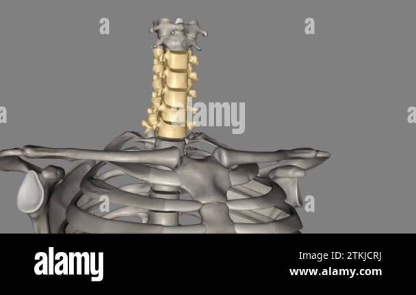 The cervical spine (neck region) consists of seven bones (C1-C7 ...