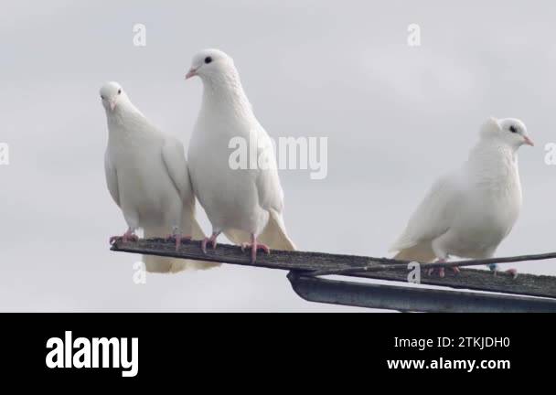 Beautiful couple white doves kissing Stock Videos & Footage - HD and 4K ...